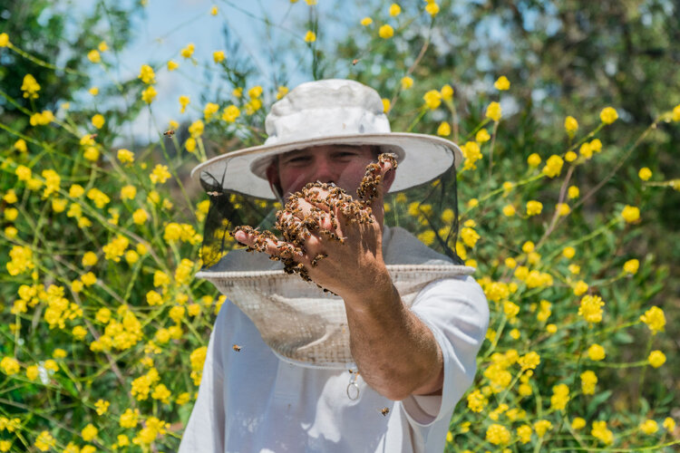 Bee Removal and Wasp Control San Diego || Pest Patrol