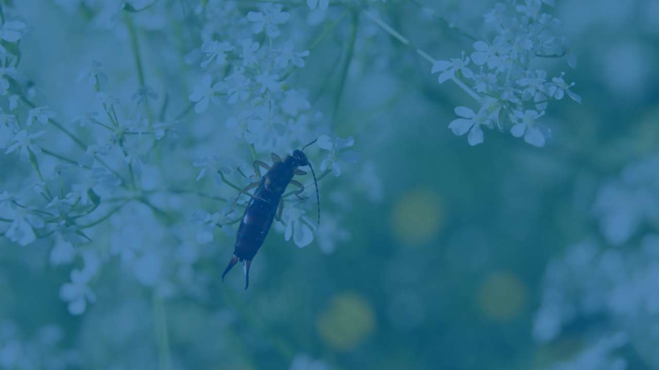 Earwig Pest Control San Diego || Pest Patrol