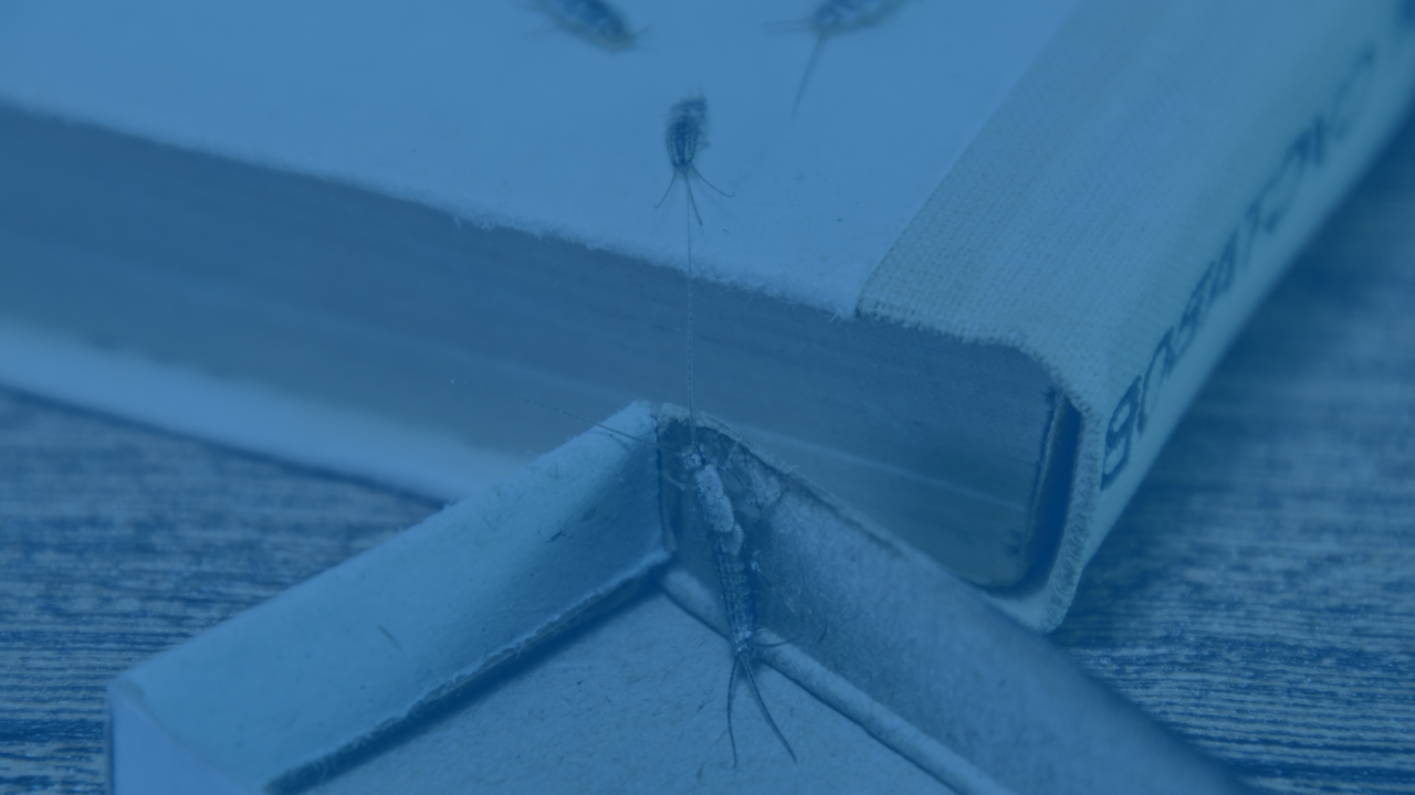 Silverfish Pest Control | Pest Patrol San Diego
