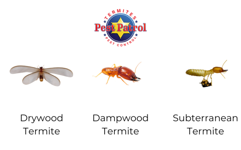 Why Do Termites Have Wings? - Pest Patrol