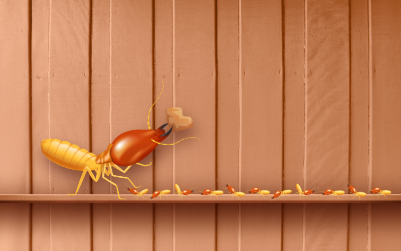 Summer Pest Control Tips, Tricks and FAQ - Pest Patrol